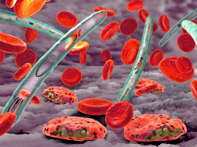 Malaria Research | Drug Discovery and Development Centre (H3D)